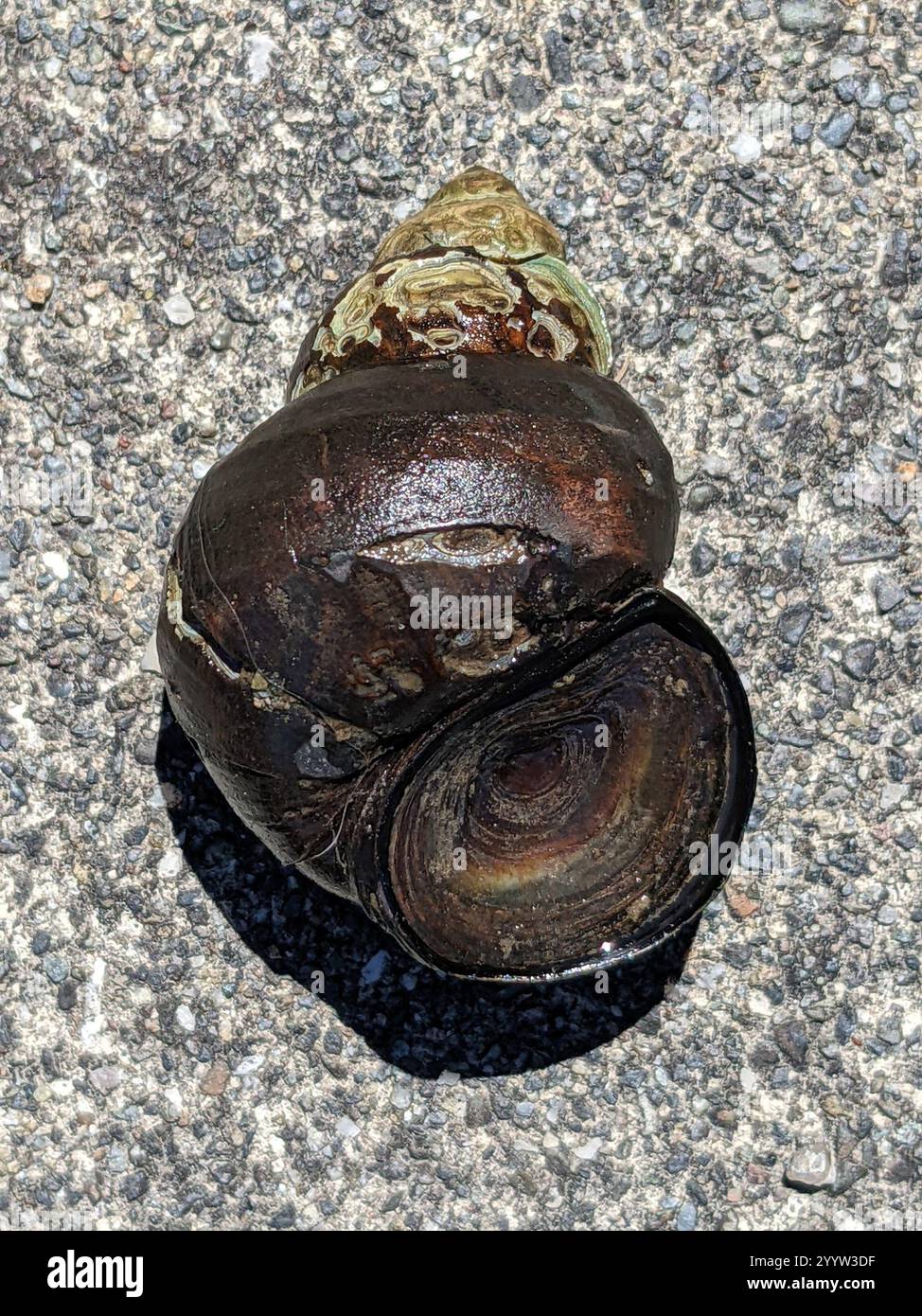 Chinese Mystery Snail (Cipangopaludina chinensis Stock Photo - Alamy