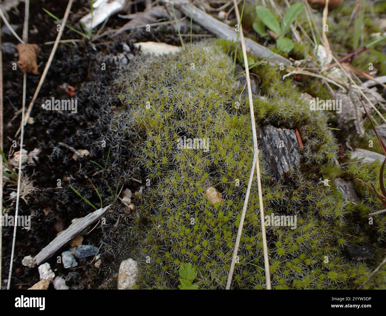 Heath Star-moss (Campylopus introflexus Stock Photo - Alamy