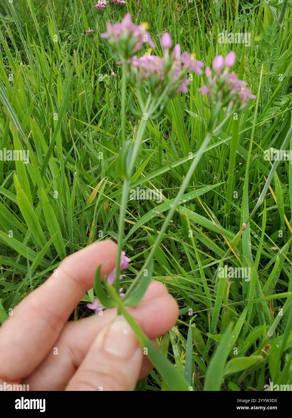Common centaury (Centaurium erythraea Stock Photo - Alamy