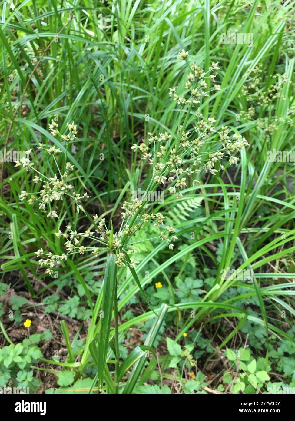 Panicled Bulrush (Scirpus microcarpus Stock Photo - Alamy