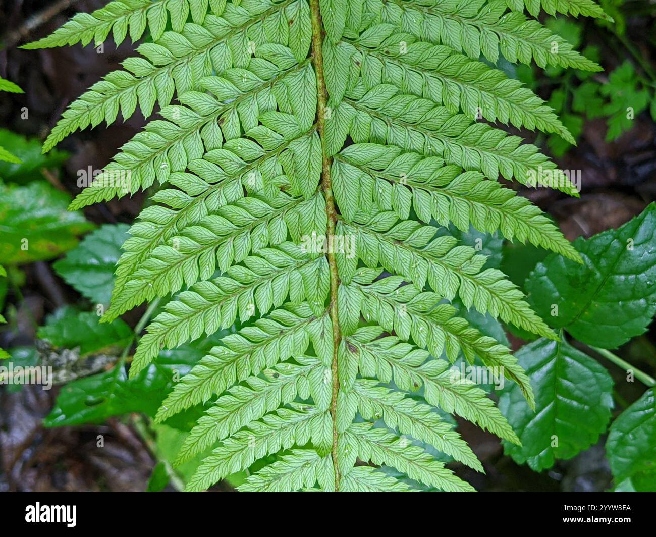 hard shield fern (Polystichum aculeatum Stock Photo - Alamy