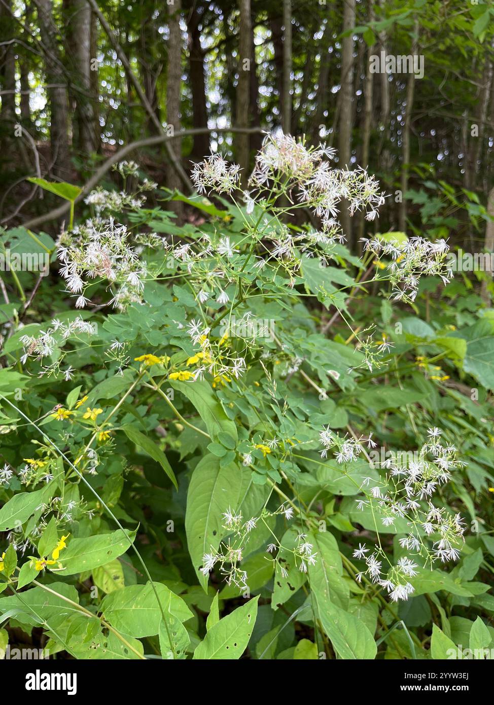 tall meadow-rue (Thalictrum pubescens Stock Photo - Alamy
