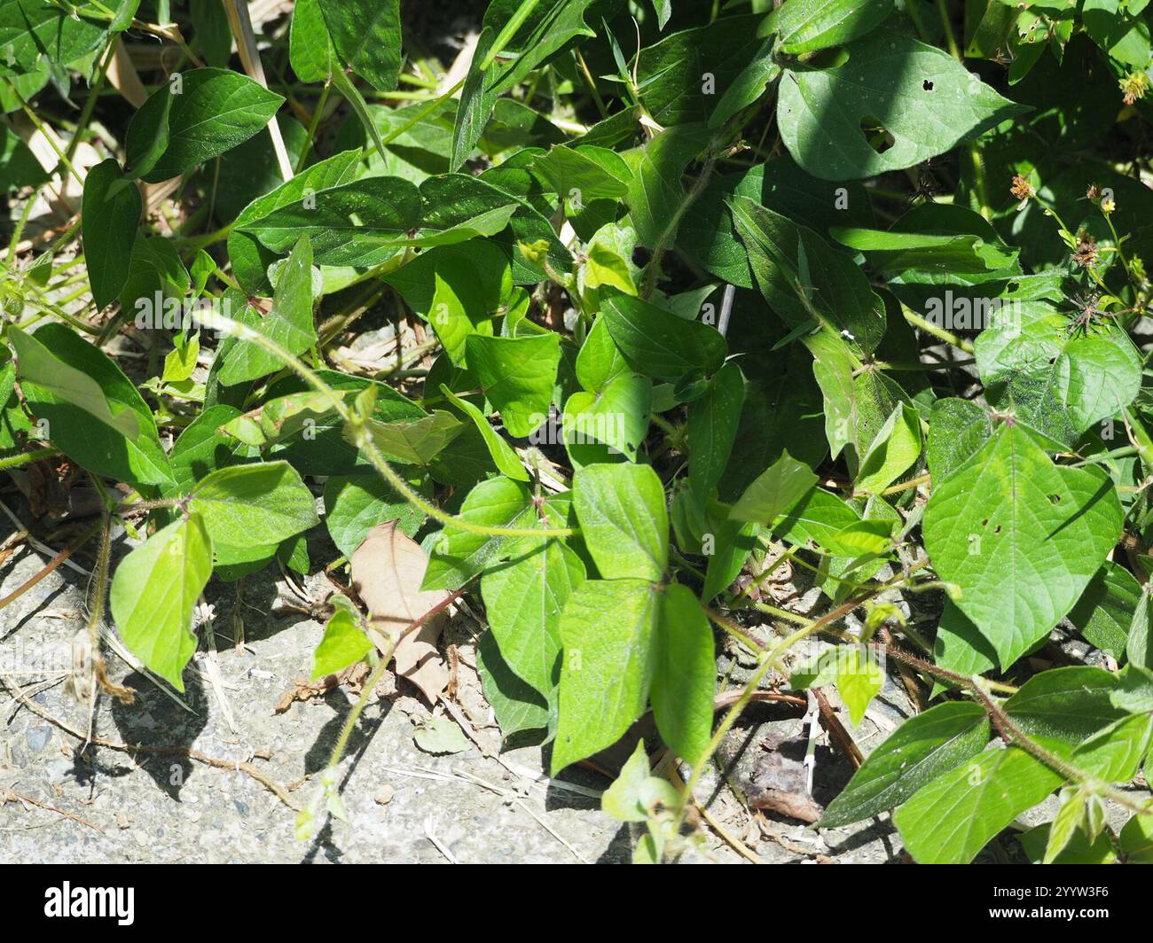 creole-bean (Vigna reflexopilosa Stock Photo - Alamy
