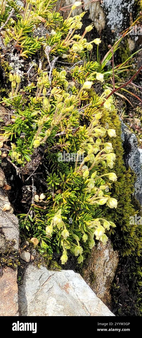 Yellow Mountain-heath (Phyllodoce glanduliflora Stock Photo - Alamy