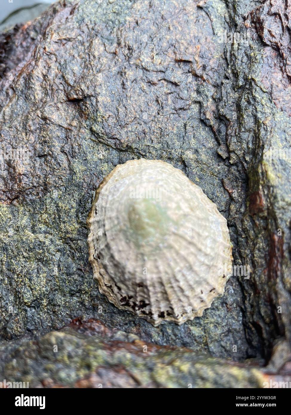 Common European Limpet (Patella vulgata Stock Photo - Alamy