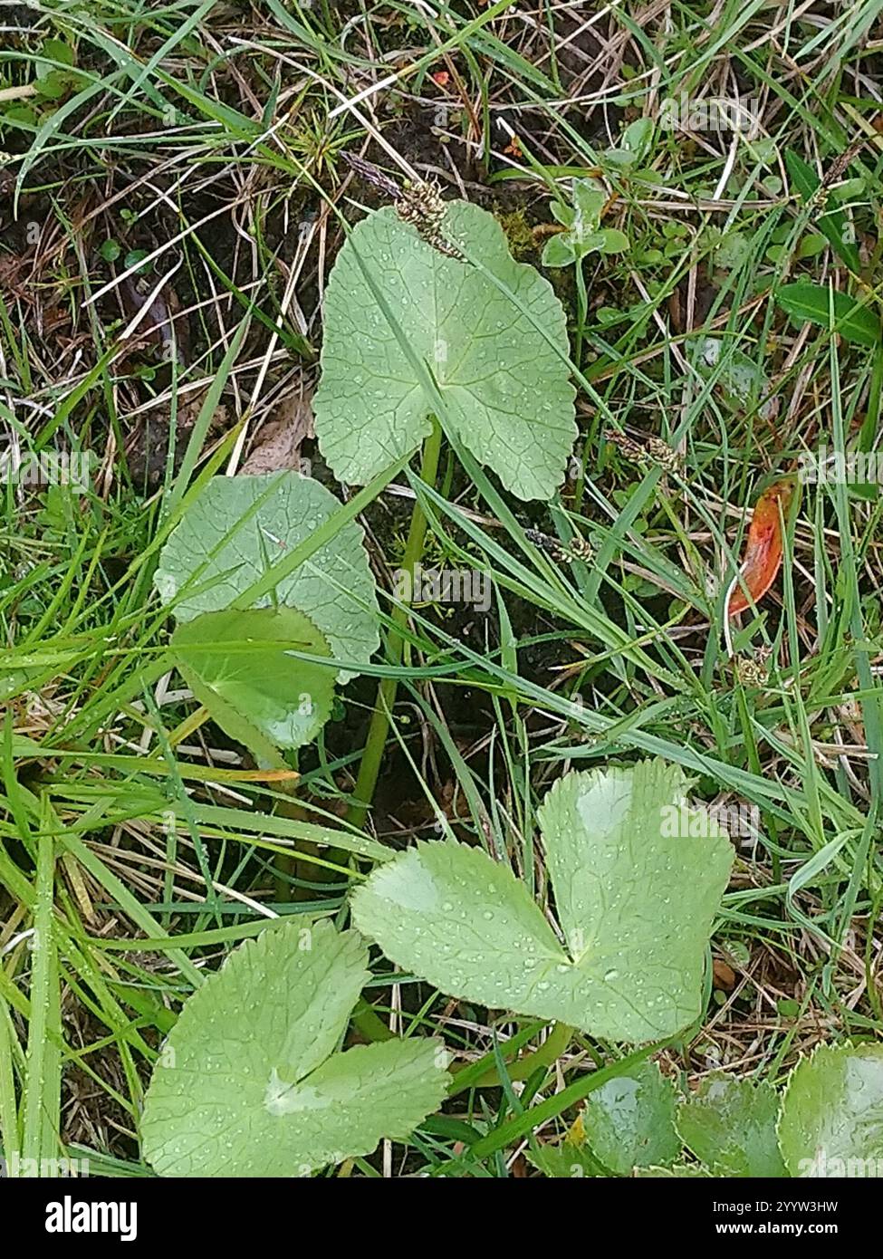 marsh marigold (Caltha palustris Stock Photo - Alamy
