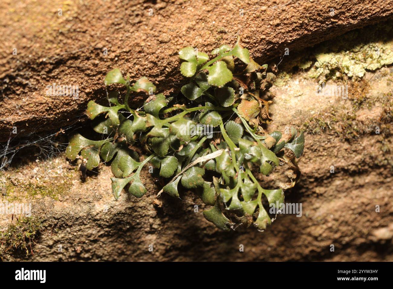 wall-rue (Asplenium ruta-muraria Stock Photo - Alamy
