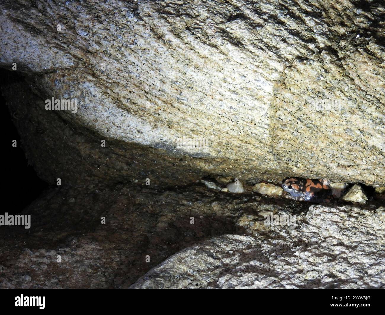 Marbled rubber frog (Phrynomantis annectens Stock Photo - Alamy