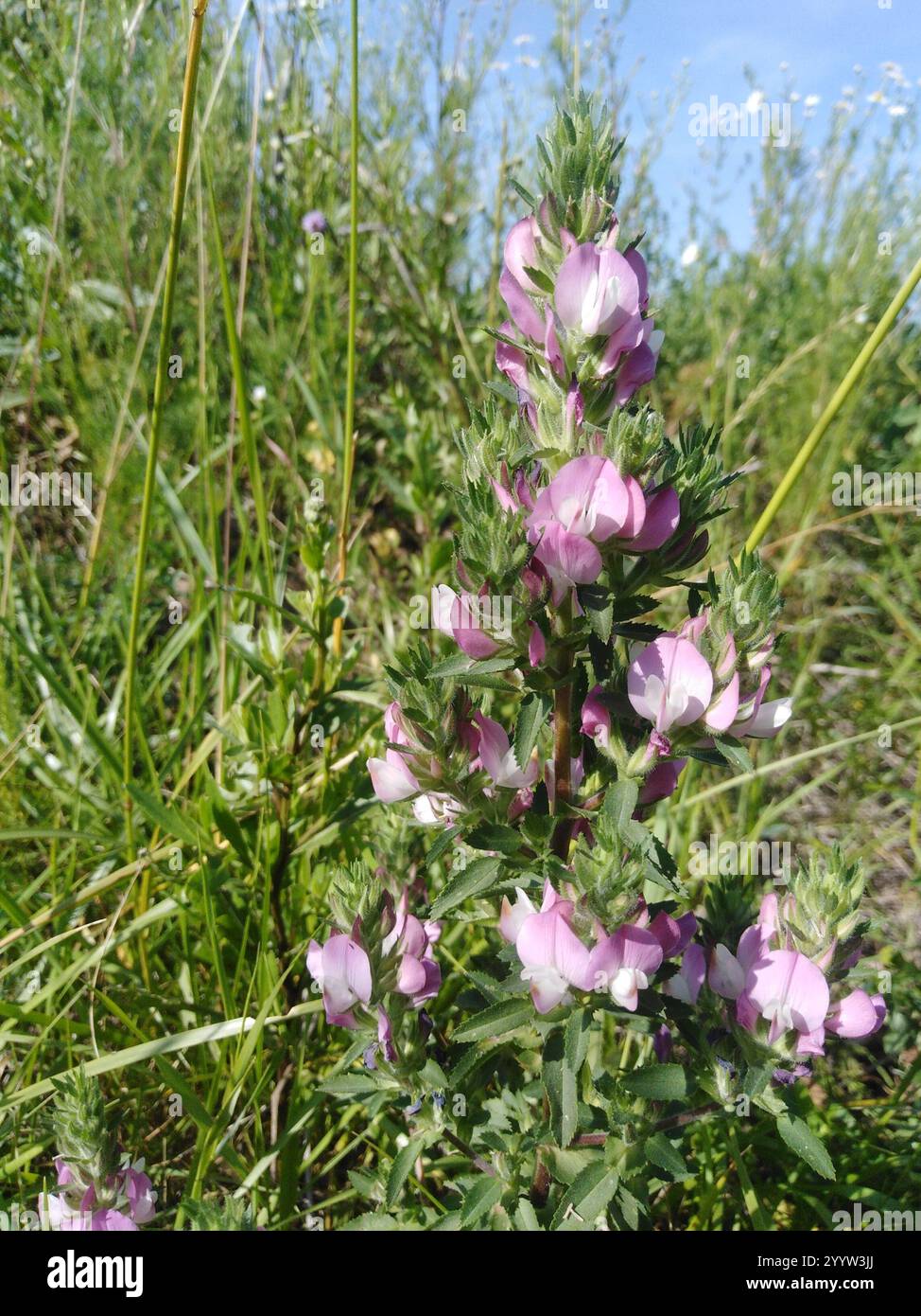 Trailing restharrow hi-res stock photography and images - Alamy