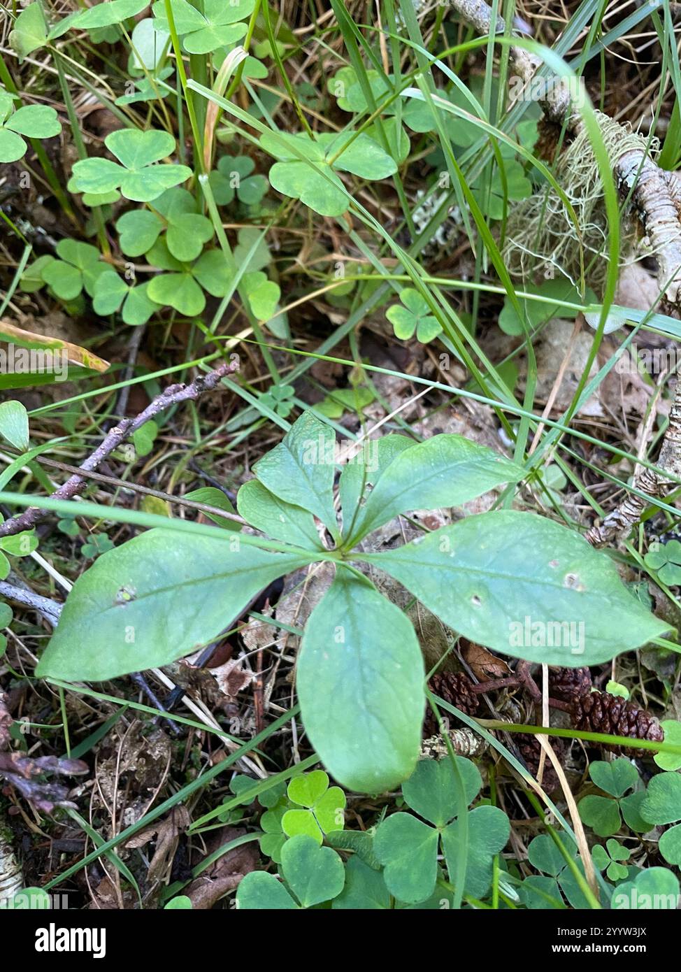 Arctic Starflower (Lysimachia europaea Stock Photo - Alamy
