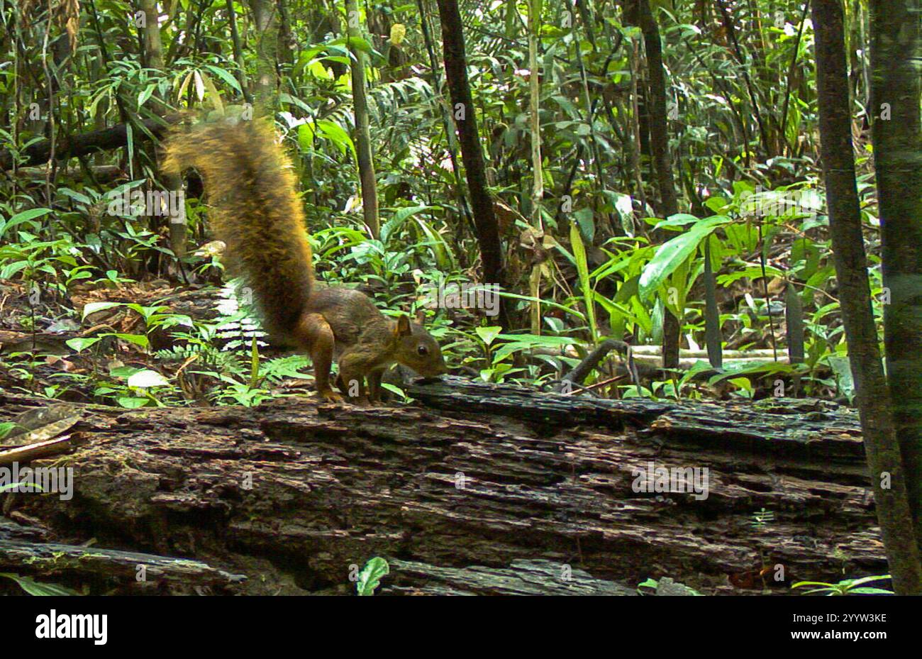 Southern Amazon Red Squirrel (Sciurus spadiceus Stock Photo - Alamy