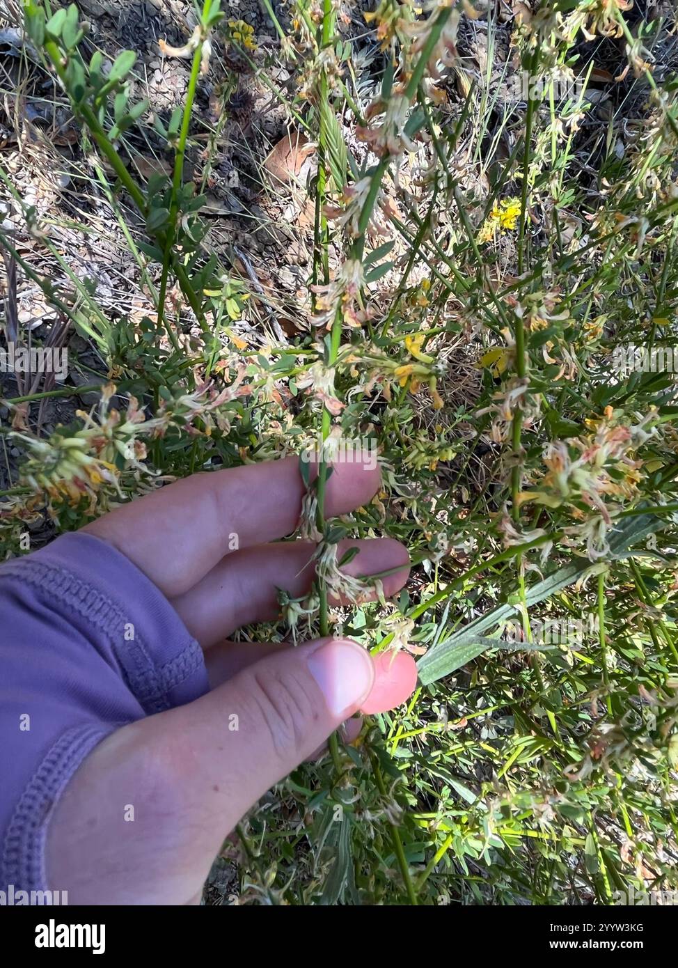 Deerweed hi-res stock photography and images - Alamy
