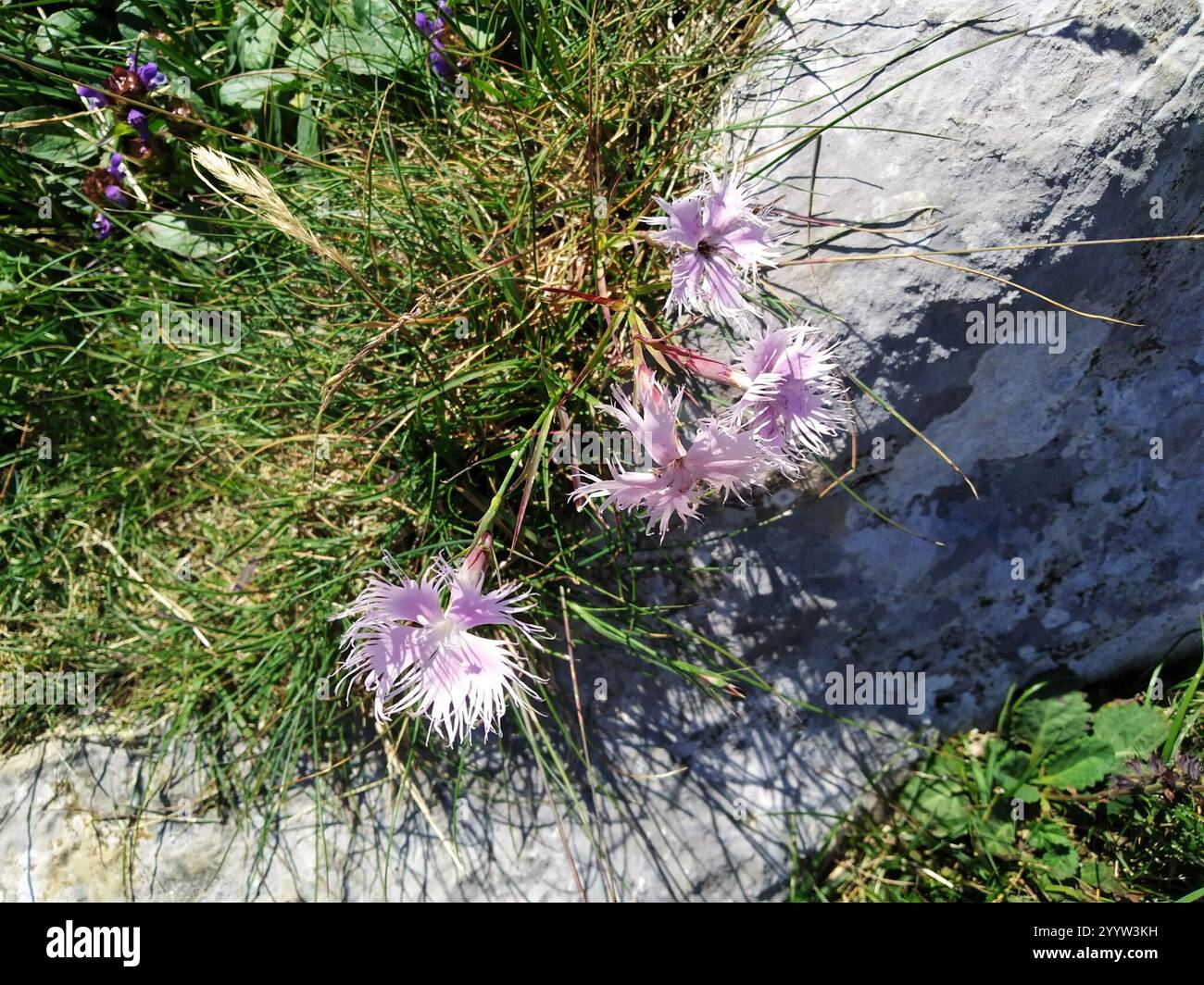Fringed Pink (Dianthus hyssopifolius Stock Photo - Alamy