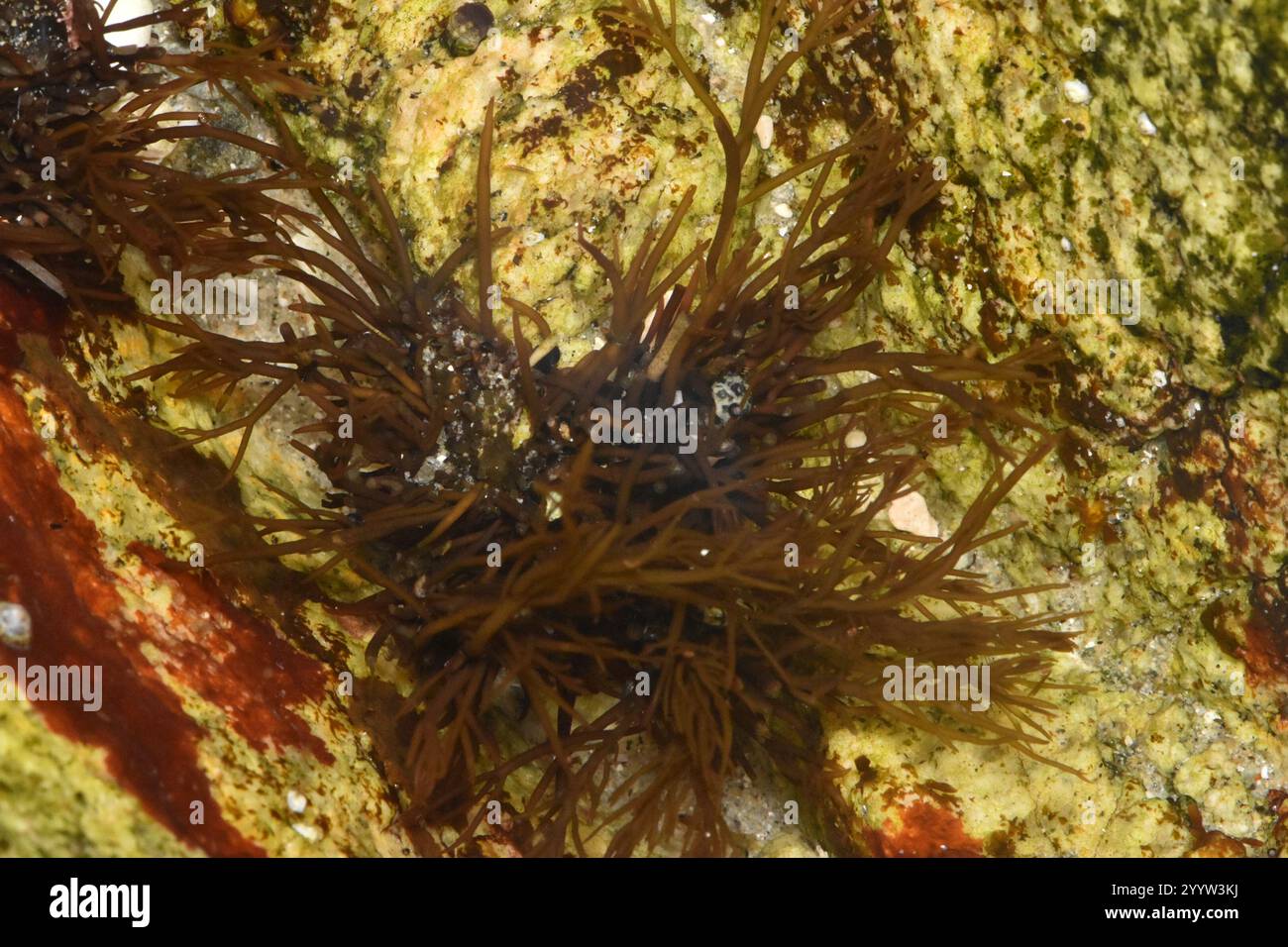 red algae (Rhodophyta Stock Photo - Alamy
