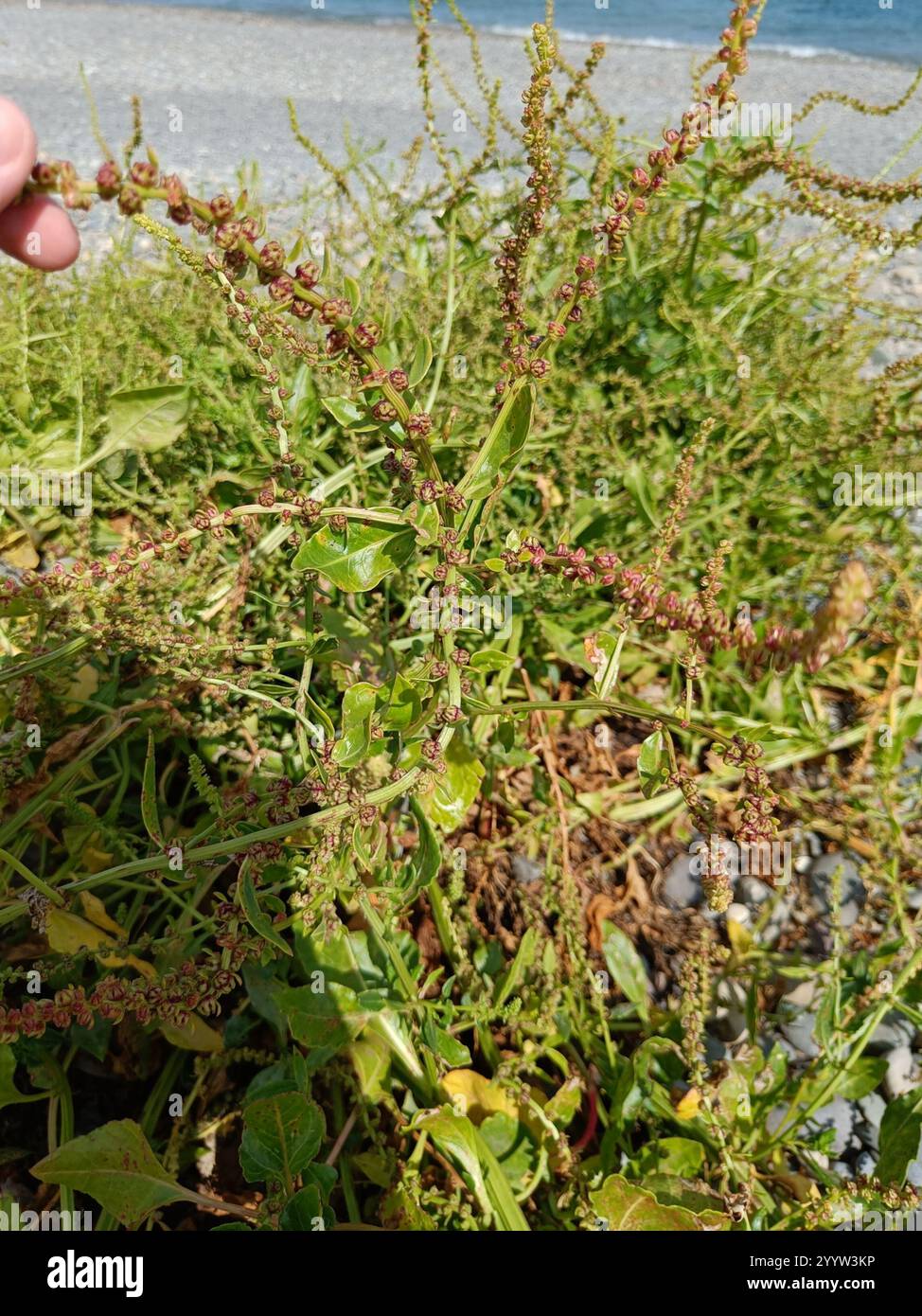 Clustered Dock (Rumex conglomeratus Stock Photo - Alamy