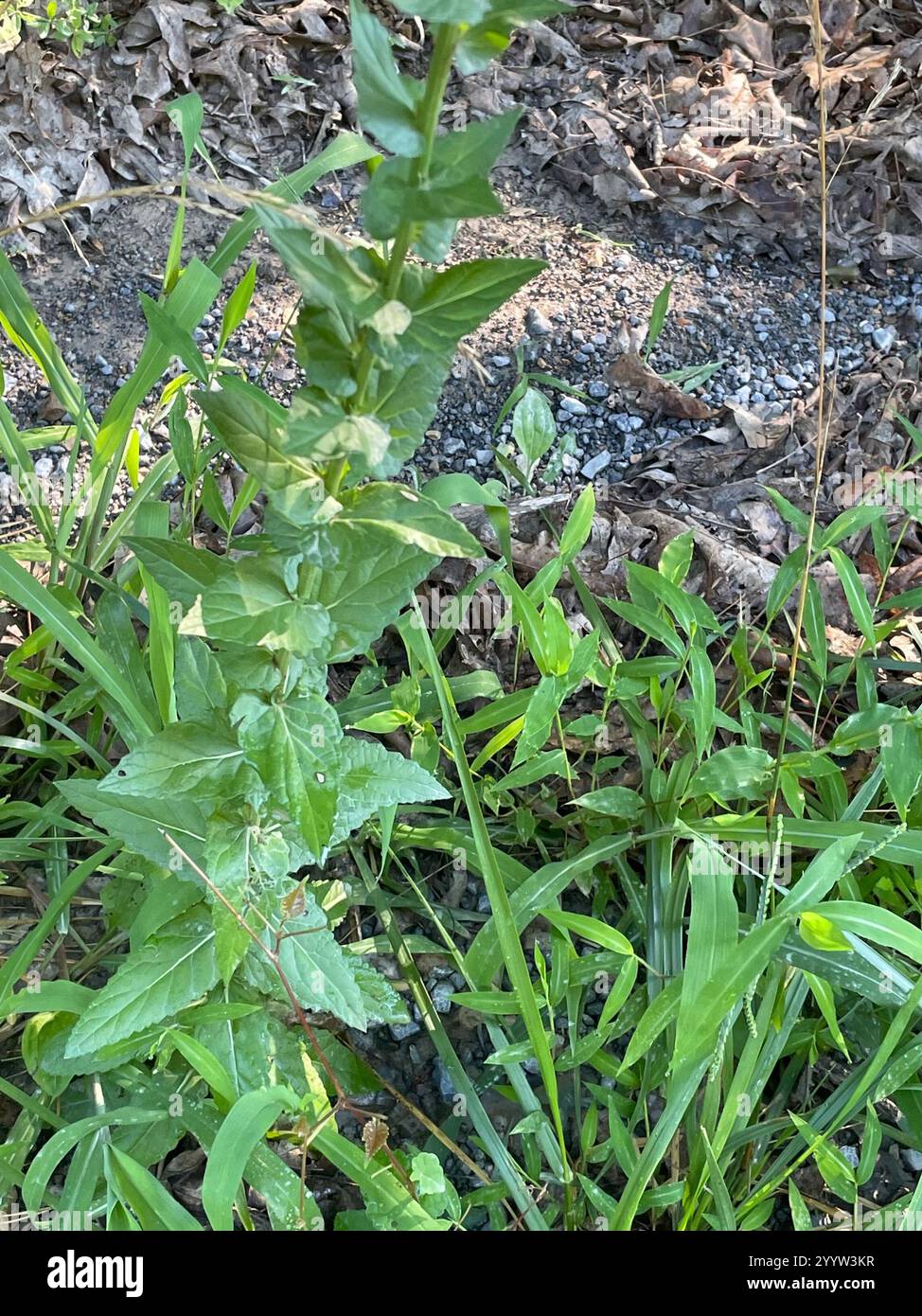 moth mullein (Verbascum blattaria Stock Photo - Alamy
