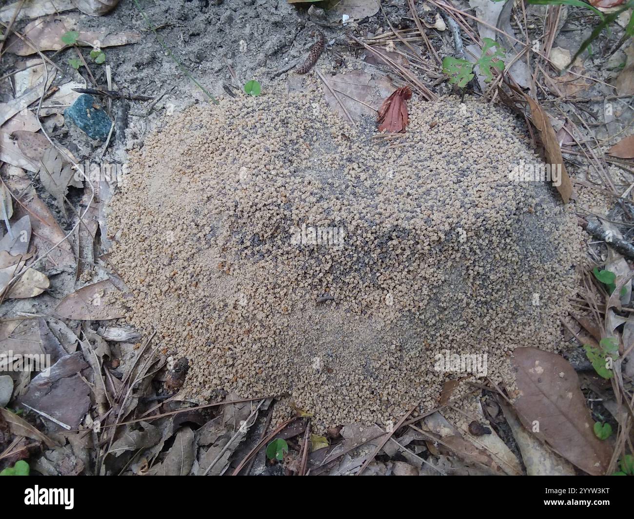 Northern Fungus-farming Ant (Trachymyrmex septentrionalis Stock Photo ...