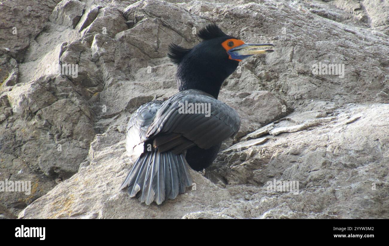 Red-faced Cormorant (Urile urile Stock Photo - Alamy