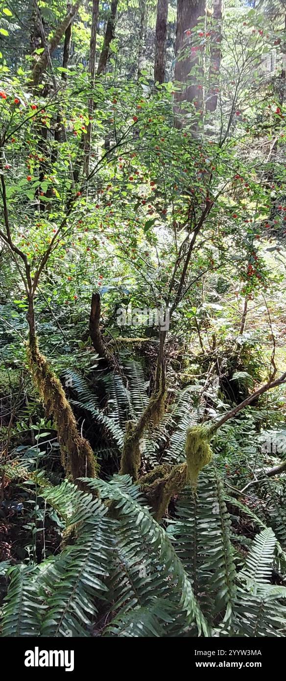 Red Huckleberry (Vaccinium parvifolium Stock Photo - Alamy
