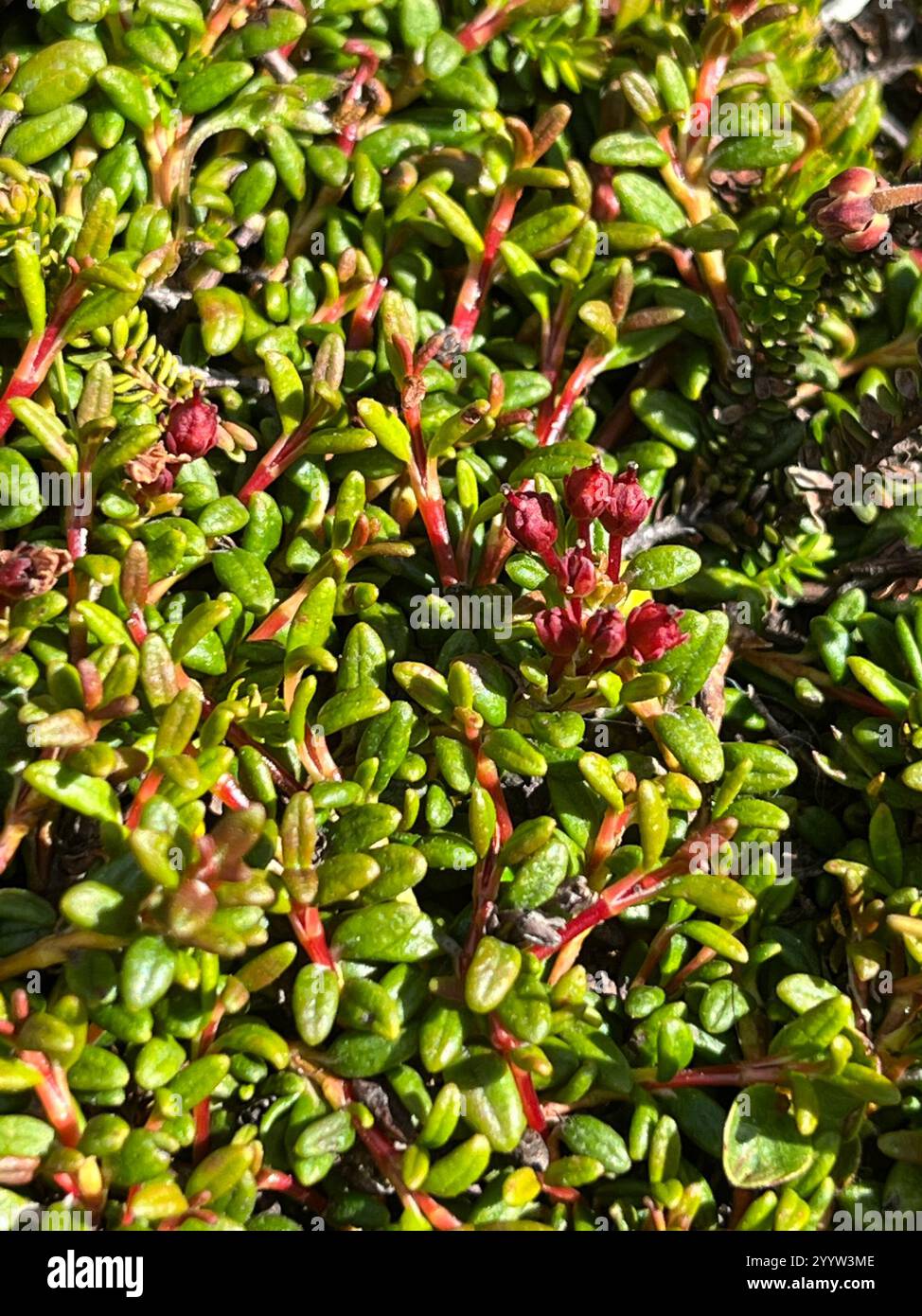 alpine azalea (Kalmia procumbens Stock Photo - Alamy