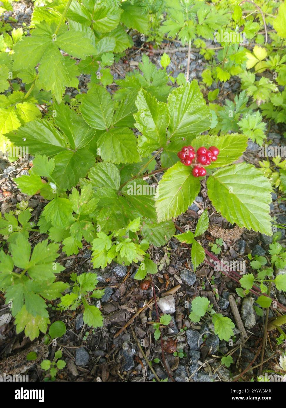 Stone Bramble (Rubus saxatilis Stock Photo - Alamy