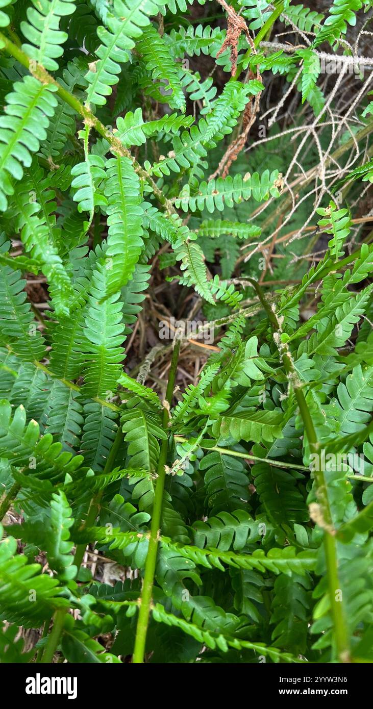 cinnamon fern (Osmundastrum cinnamomeum Stock Photo - Alamy