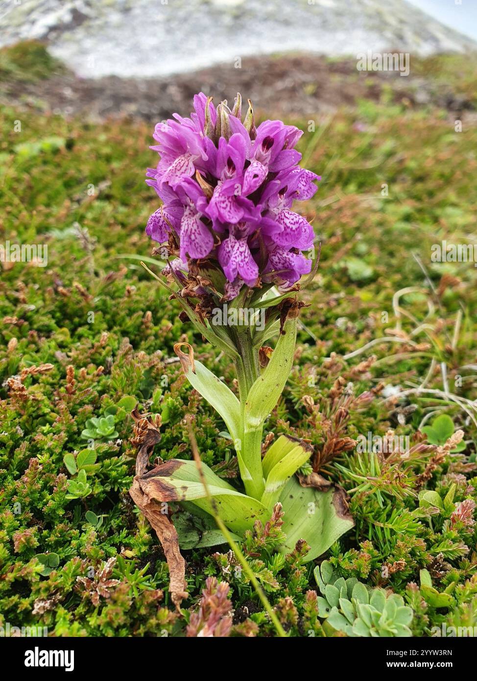 Dactylorhiza kerryensis hi-res stock photography and images - Alamy
