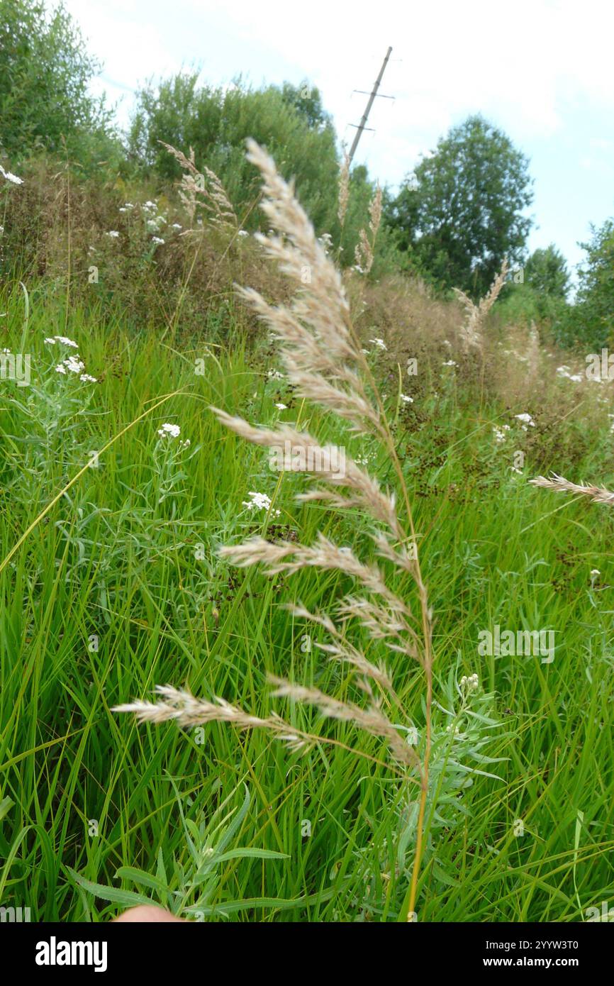 Purple Small-reed (Calamagrostis canescens Stock Photo - Alamy