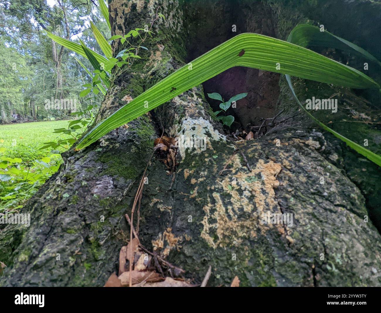 split porecrust (Xylodon paradoxus Stock Photo - Alamy