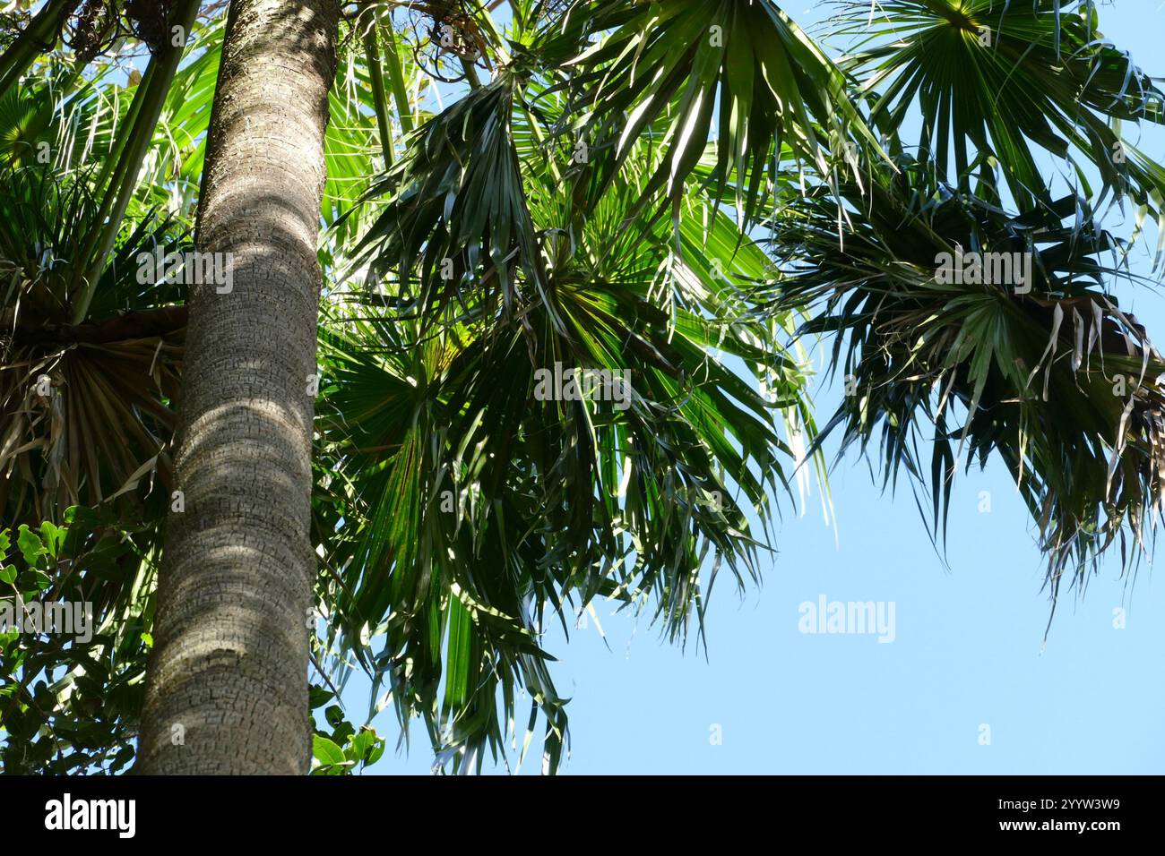 Australian Fan Palm (Livistona australis Stock Photo - Alamy