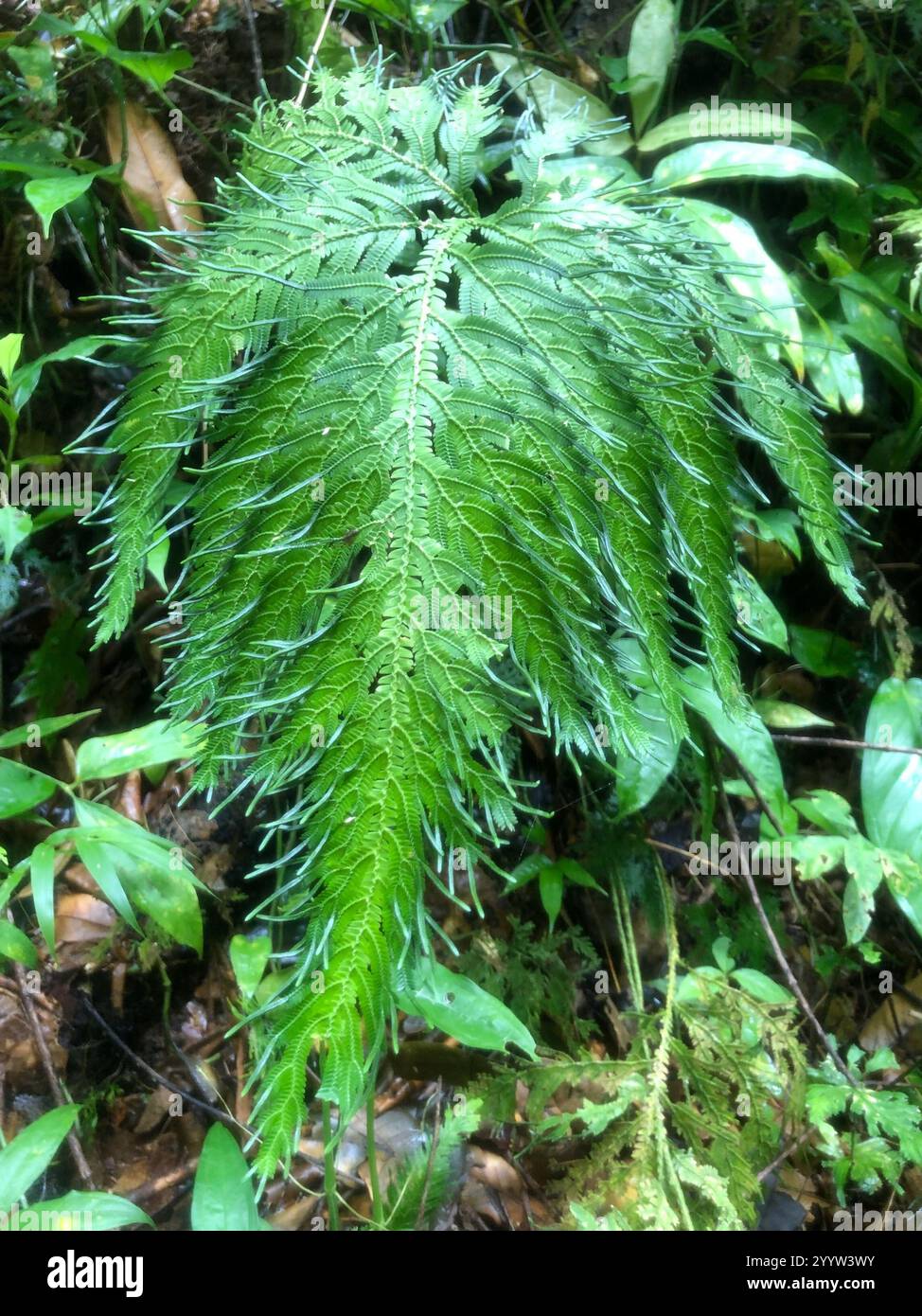 Lycophytes hi-res stock photography and images - Alamy