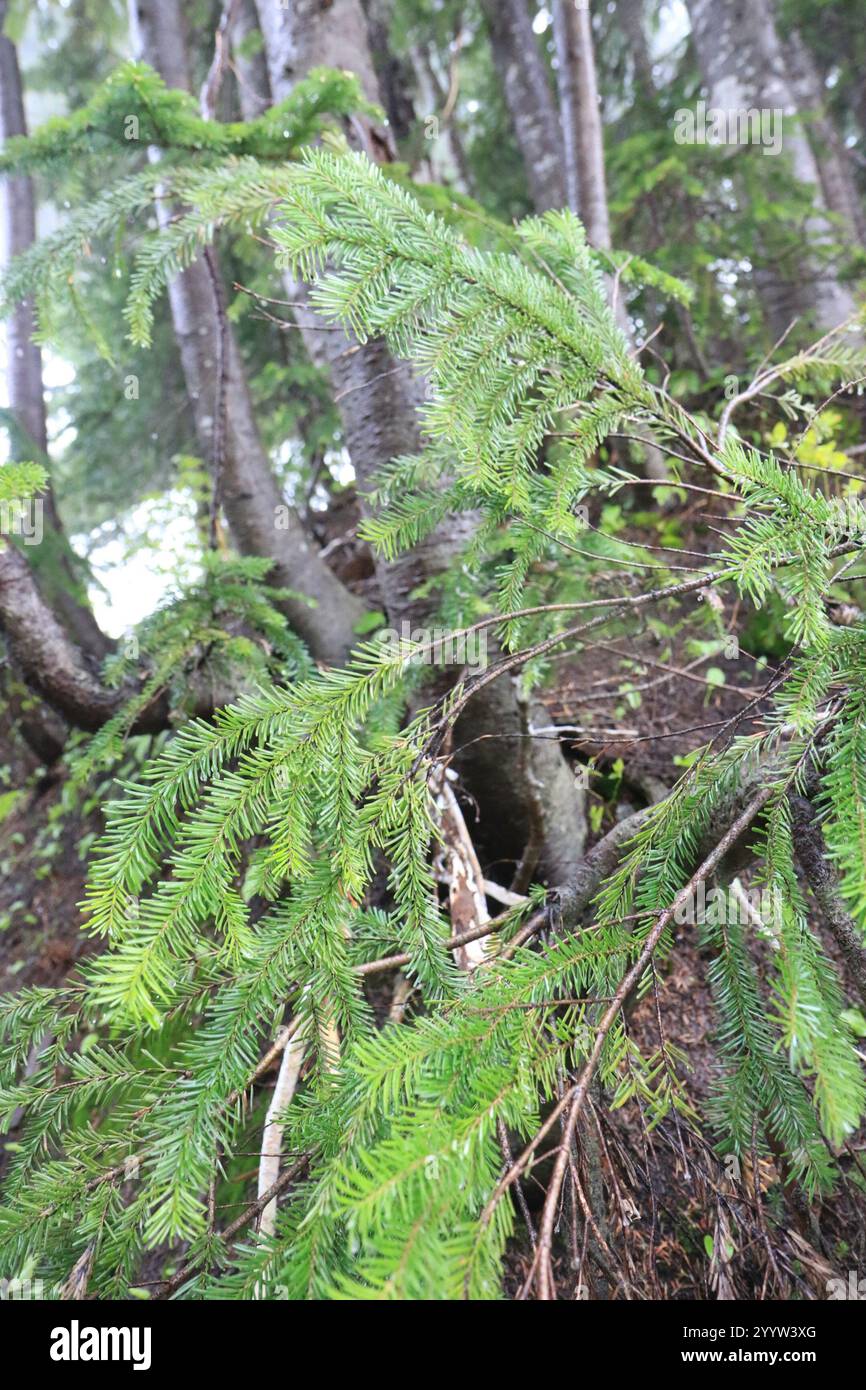 Pacific silver fir (Abies amabilis Stock Photo - Alamy