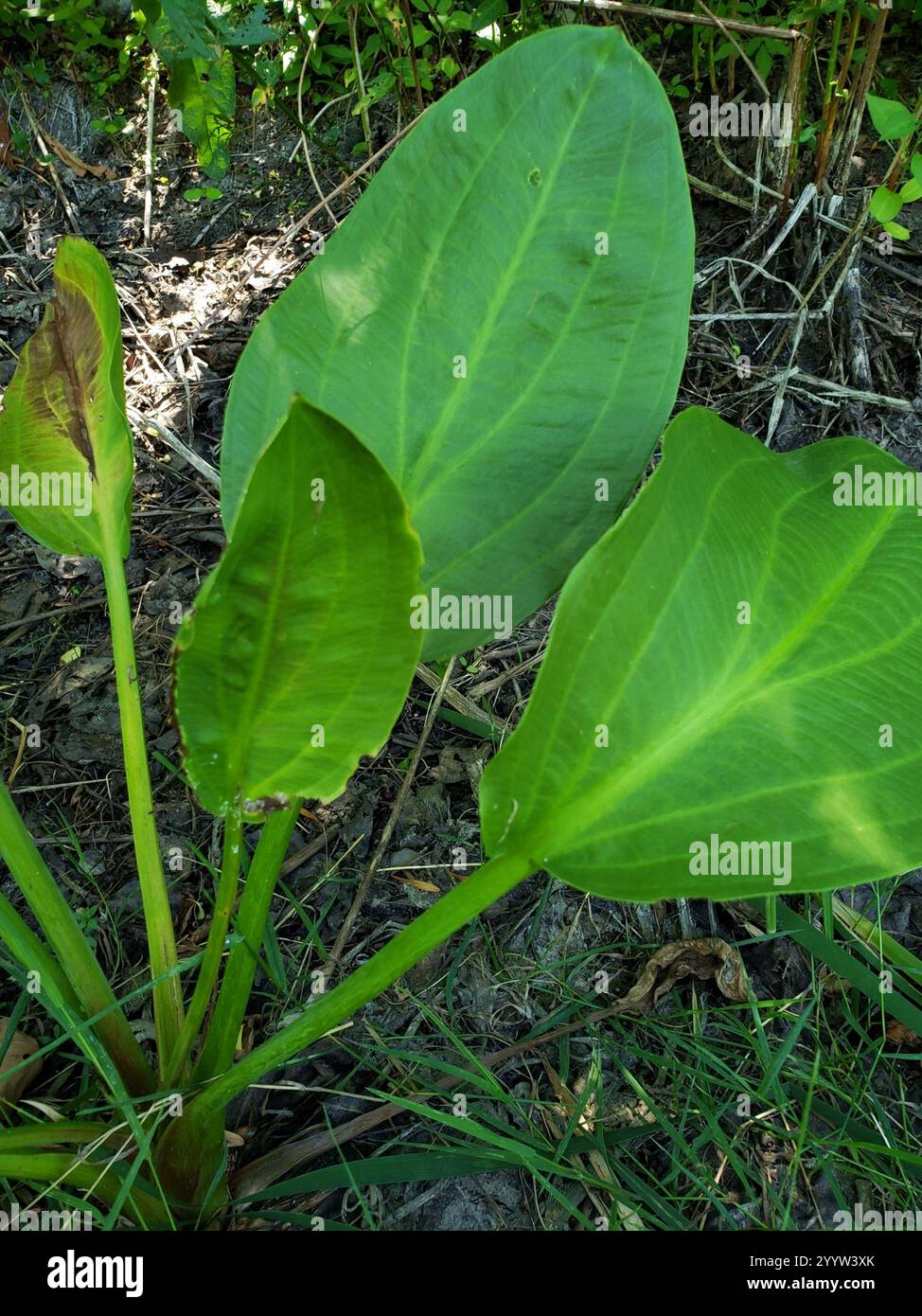 northern water-plantain (Alisma triviale Stock Photo - Alamy