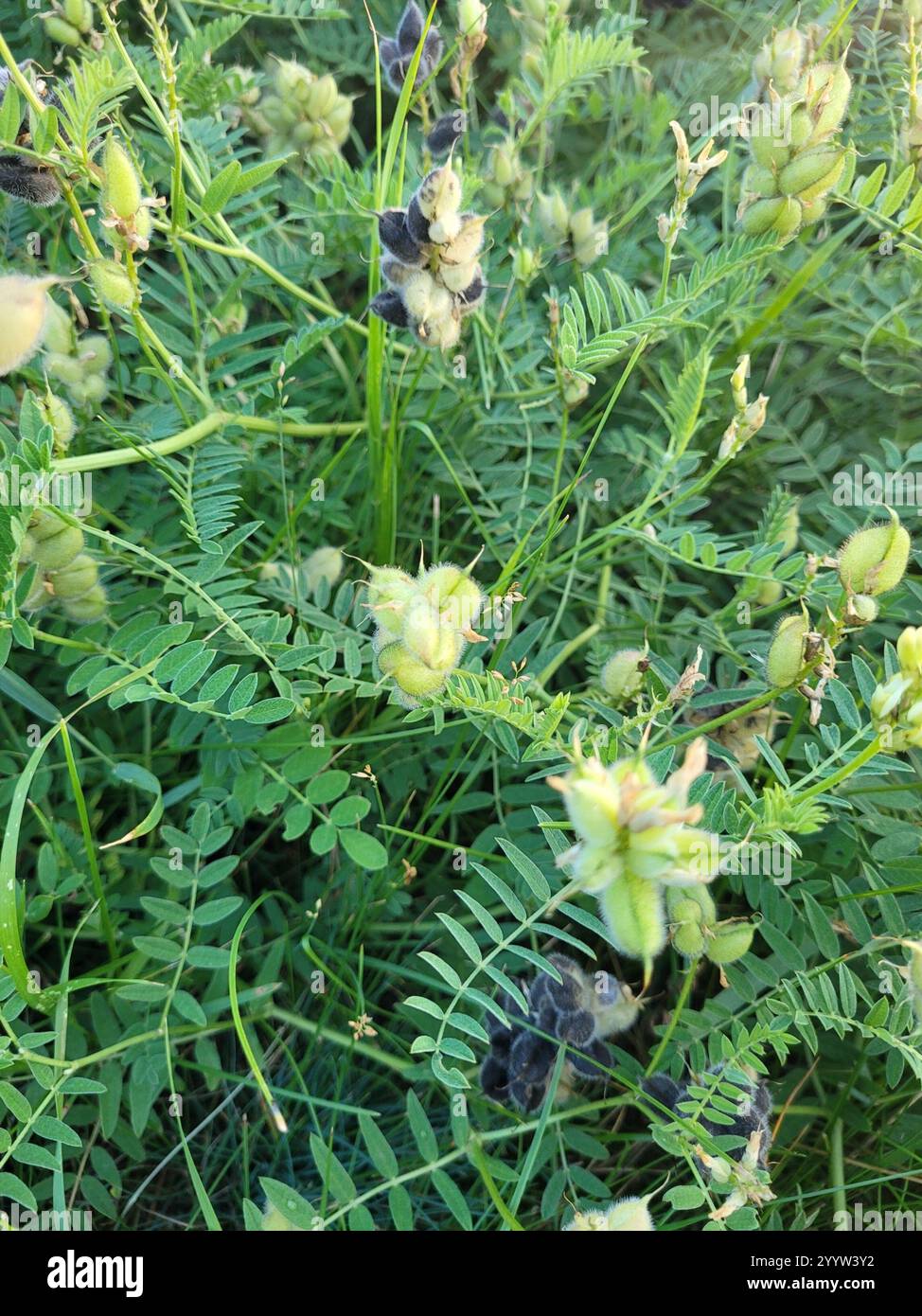 Chickpea Milkvetch (Astragalus cicer Stock Photo - Alamy