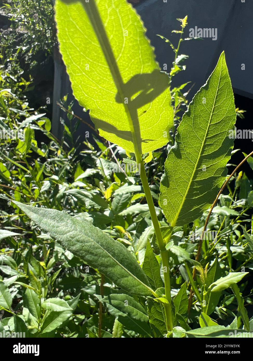 Populus angustifolia hi-res stock photography and images - Alamy