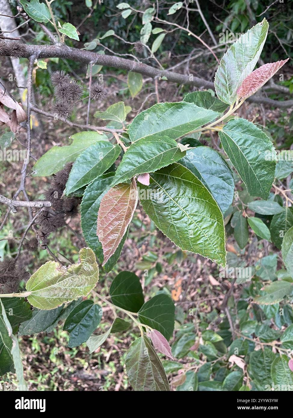 Commersonia bartramia hi-res stock photography and images - Alamy