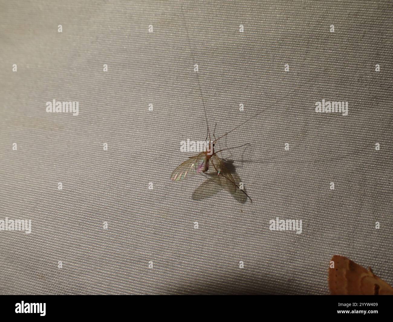 Predatory Fungus Gnats (Keroplatidae Stock Photo - Alamy