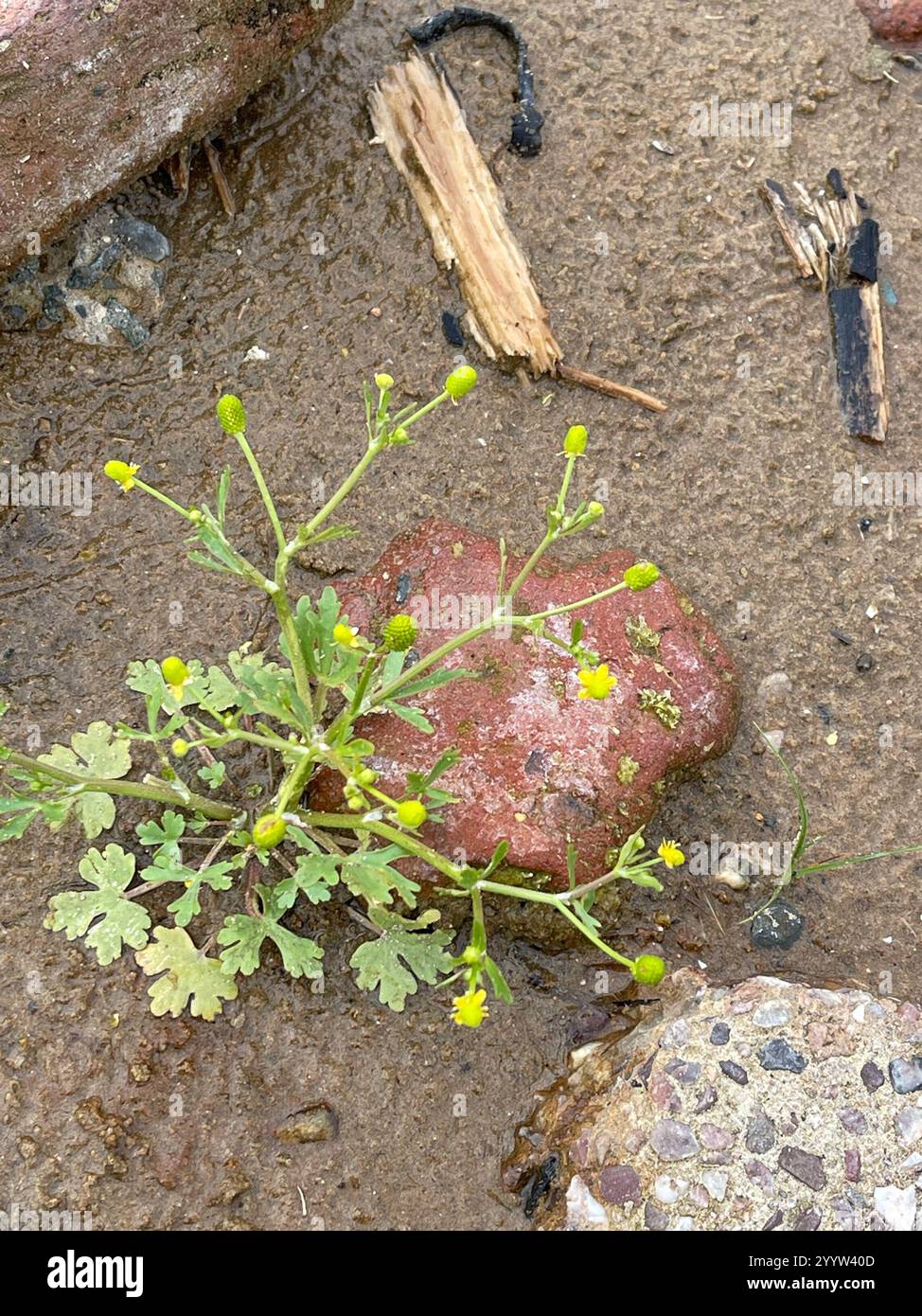 cursed crowfoot (Ranunculus sceleratus Stock Photo - Alamy