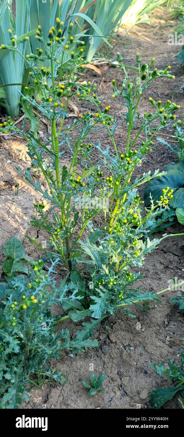 common groundsel (Senecio vulgaris Stock Photo - Alamy