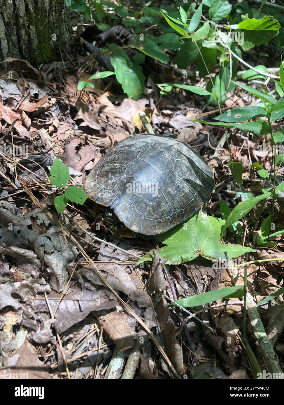 Pond Slider (Trachemys scripta Stock Photo - Alamy
