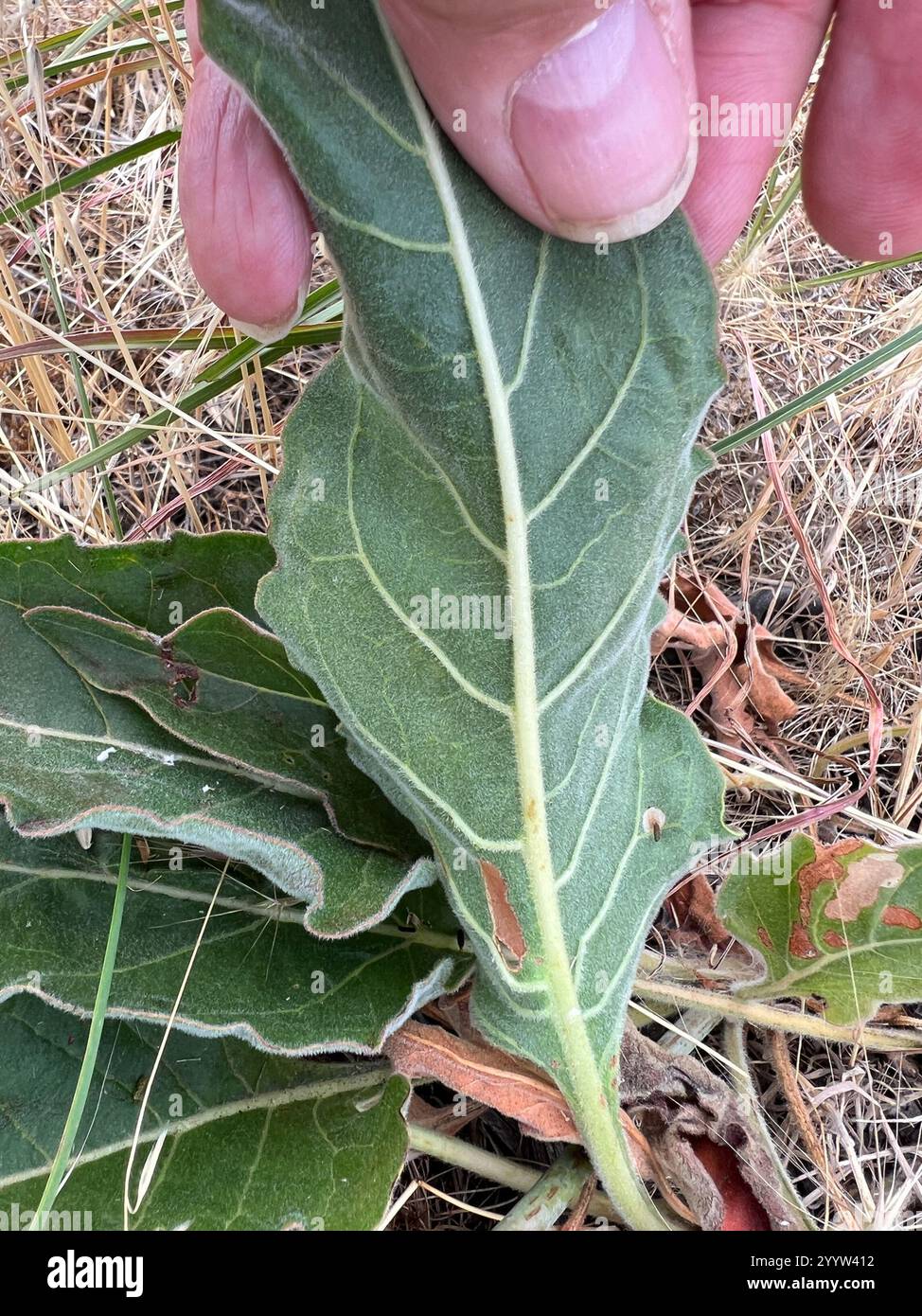 tall woolly wild buckwheat (Eriogonum elatum Stock Photo - Alamy