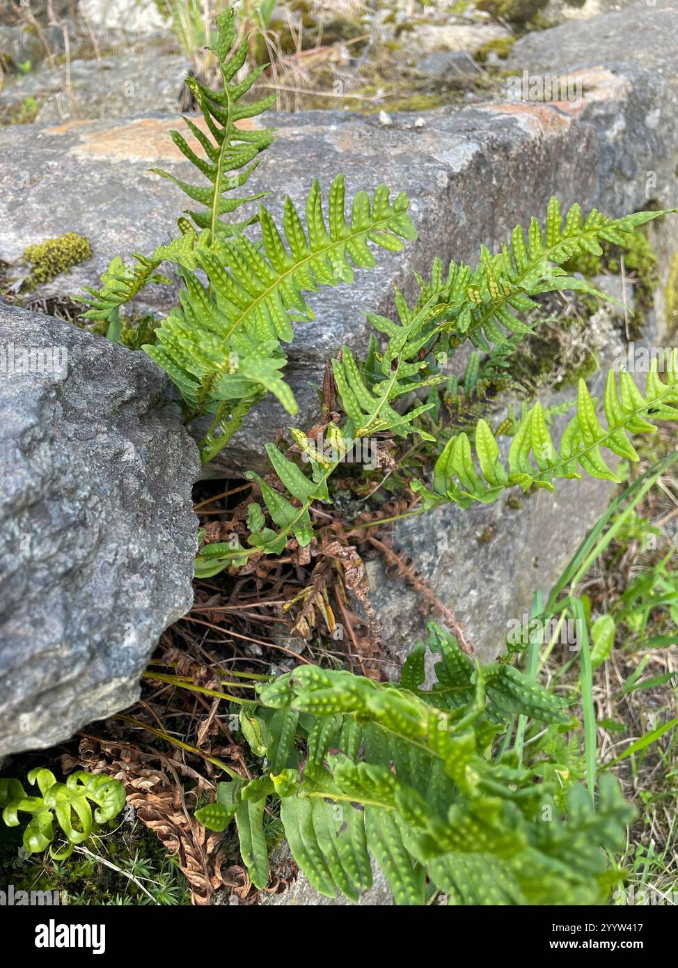 common polypody (Polypodium vulgare Stock Photo - Alamy