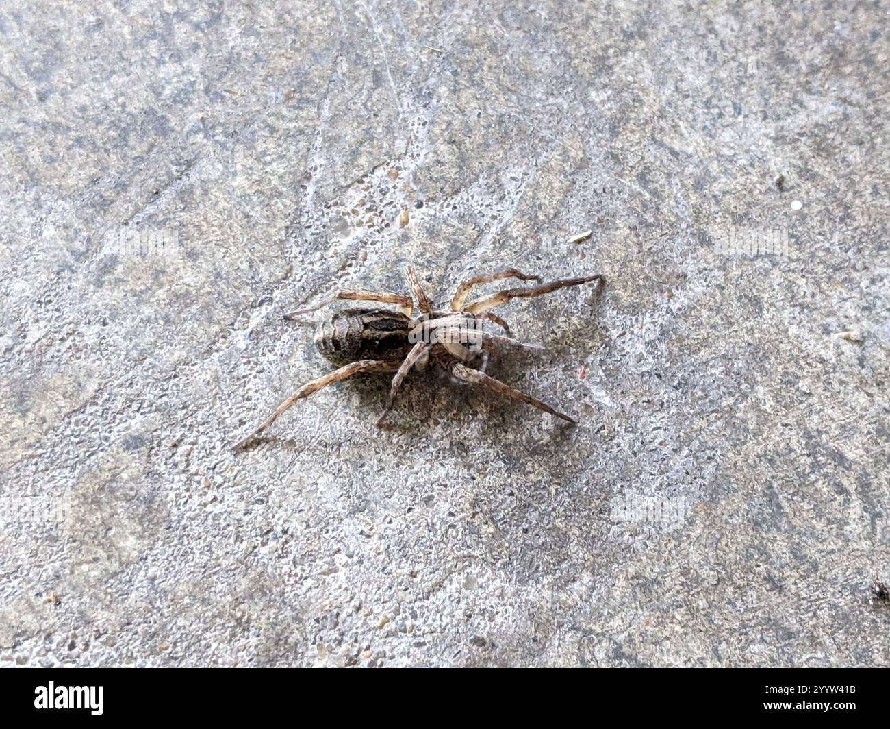 lance wolf spider (Schizocosa avida Stock Photo - Alamy