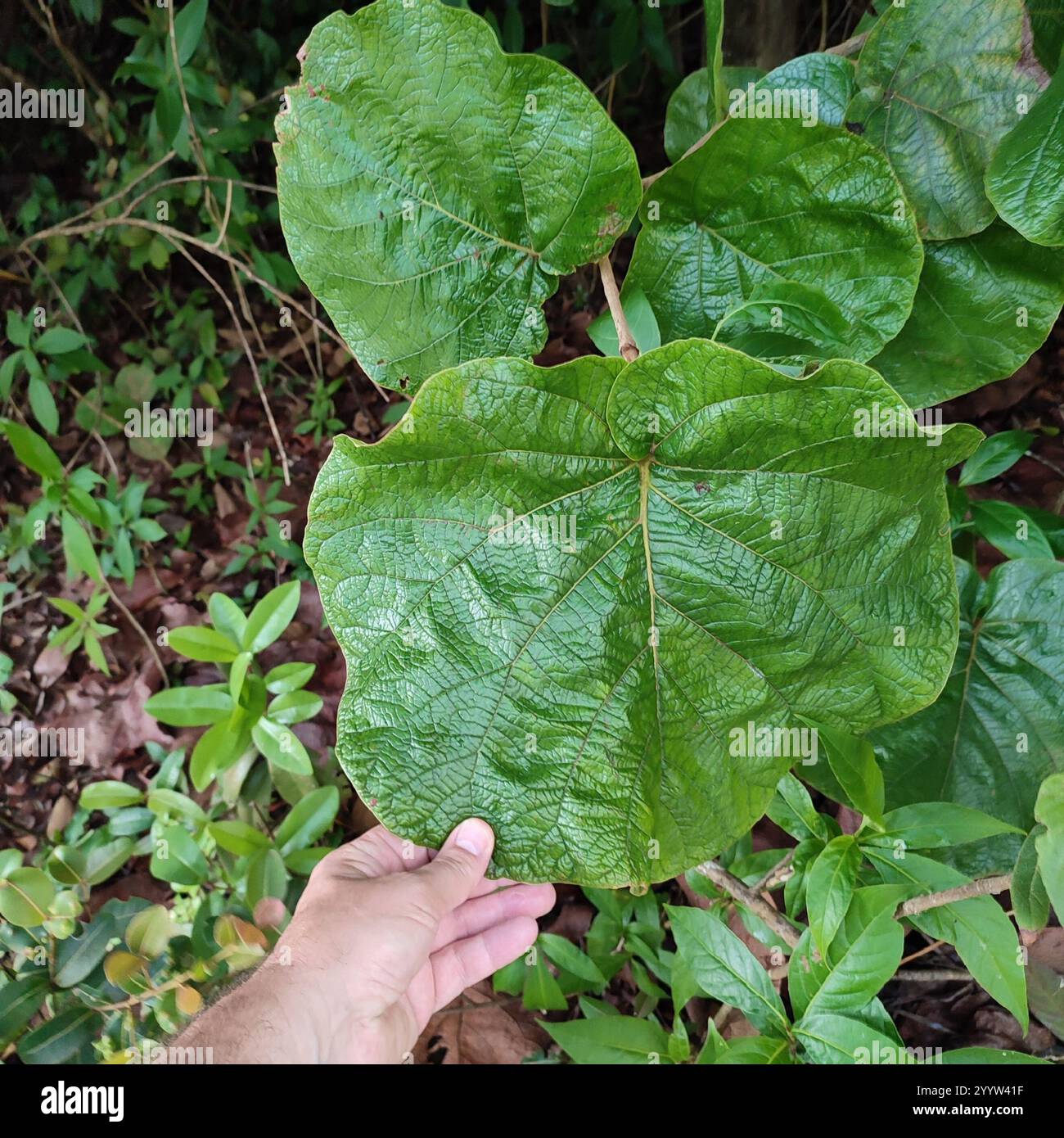 Coccoloba pubescens hi-res stock photography and images - Alamy