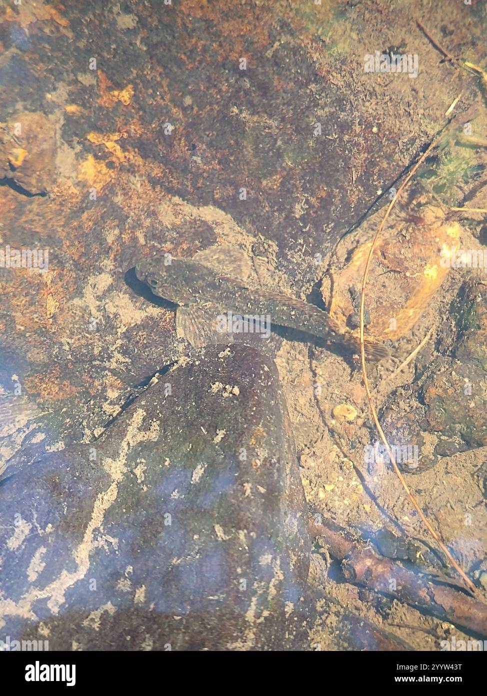 Cottidae hi-res stock photography and images - Alamy