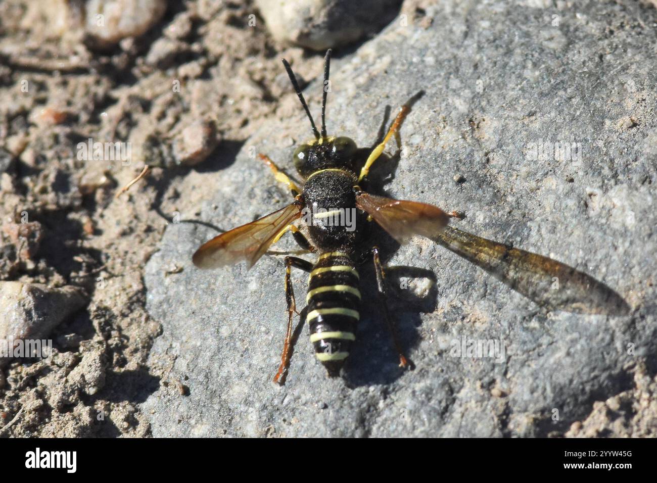 Square-headed Wasps, Sand Wasps, and Allies (Crabronidae Stock Photo ...