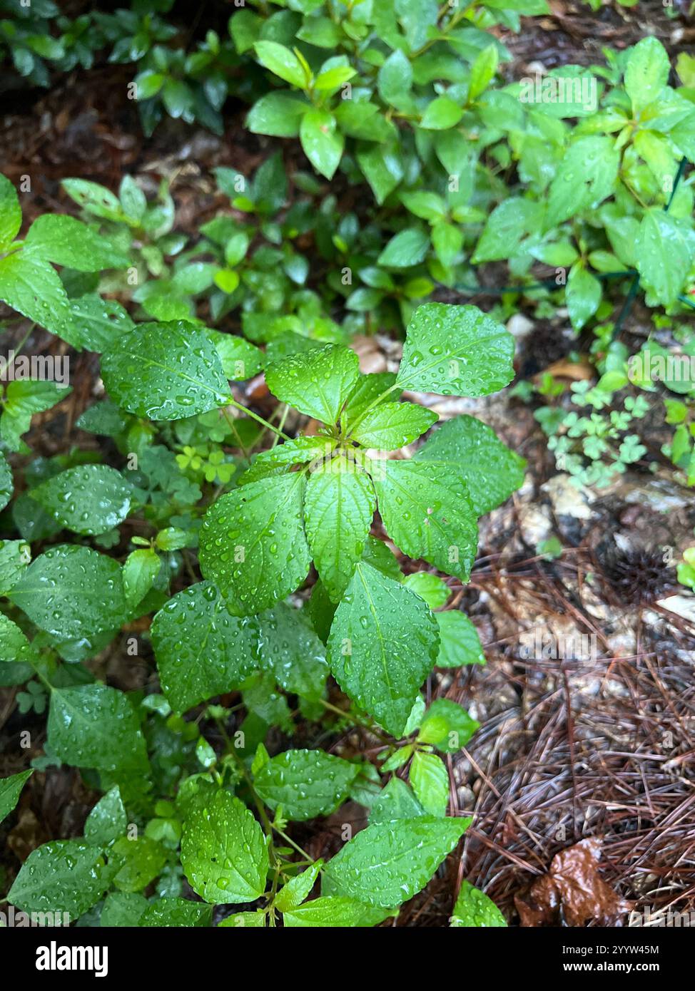 three-seeded mercuries (Acalypha Stock Photo - Alamy