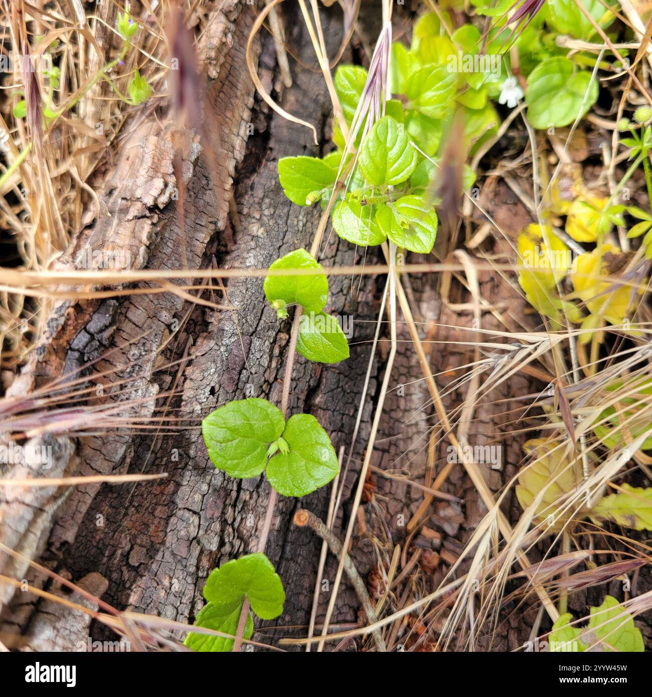 yerba buena (Clinopodium douglasii Stock Photo - Alamy
