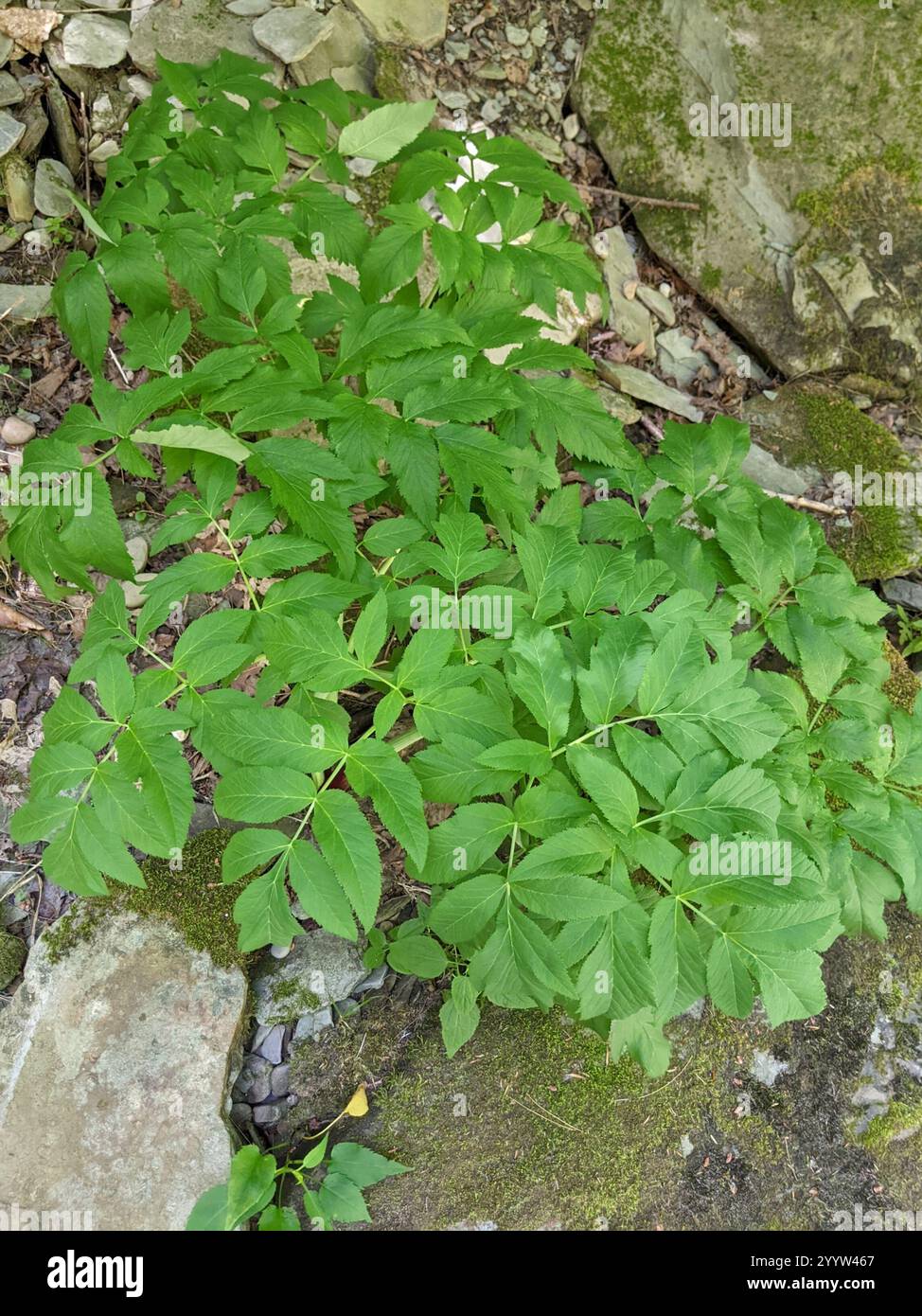purple-stemmed angelica (Angelica atropurpurea Stock Photo - Alamy