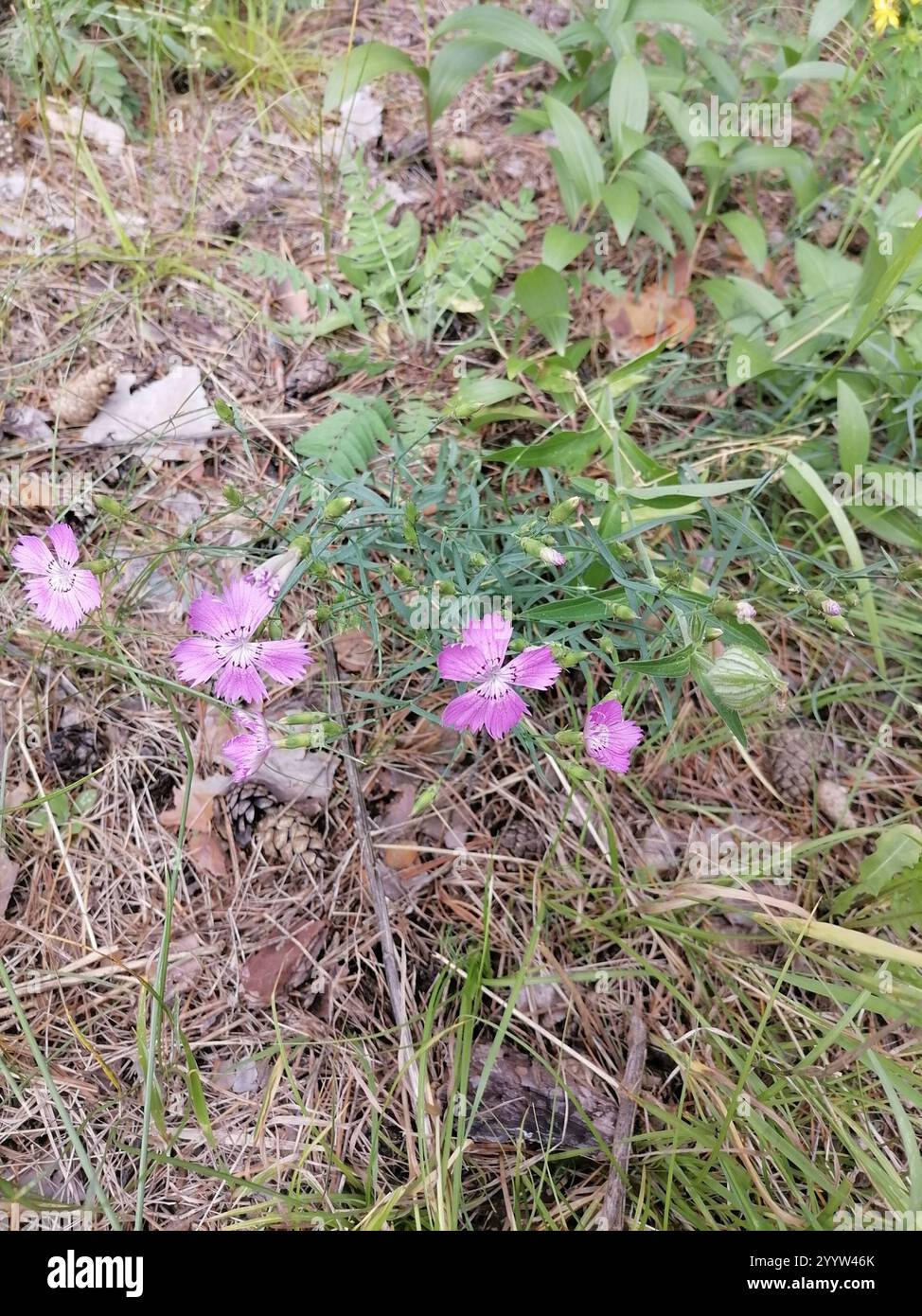 Chinese-pink (Dianthus chinensis Stock Photo - Alamy